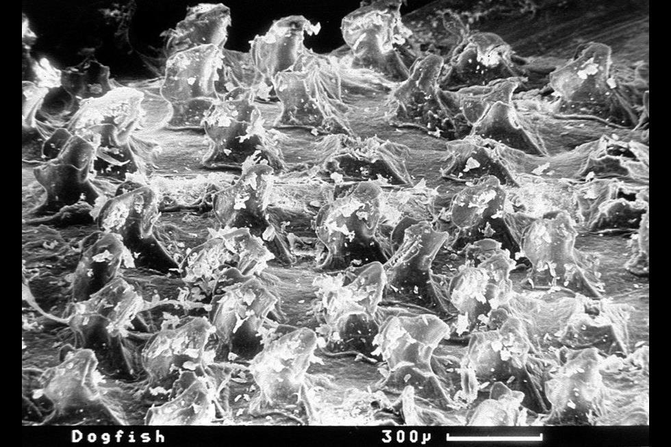 Stradivari and the sharkskin sandpaper | Feature | The Strad